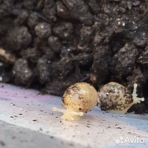 Улитята ахатины