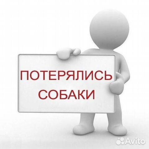 Потерялась собака