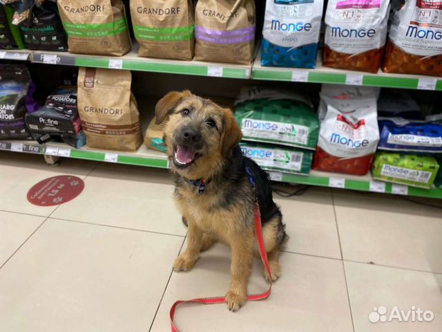 Щенок в добрые руки