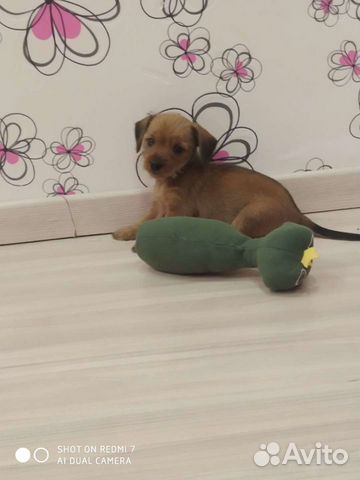 Щенок девочка