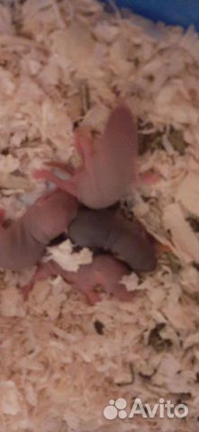 Сиамские крыски