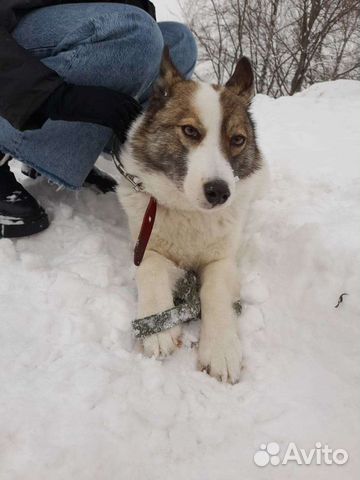 Красавица Белла ждет маму