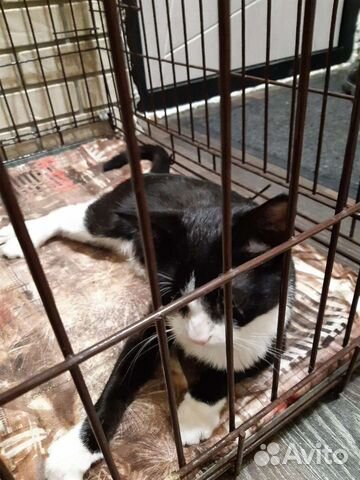 Кошка в дар