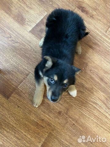 Собака в добрые руки алабай помесь с Кавказской ов