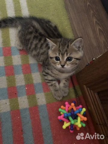 Котятки Британцы