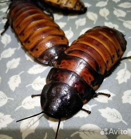 Мадагаскарские тараканы