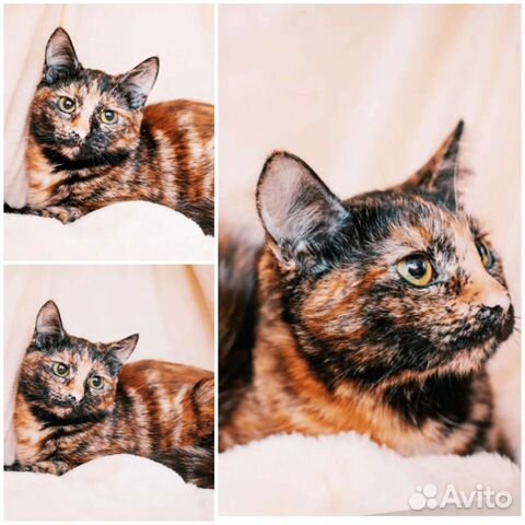 Котята, котёнок черепахового окраса девочка в дар
