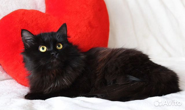 Кошка Моника