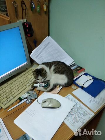 Кот Беляш в добрые руки