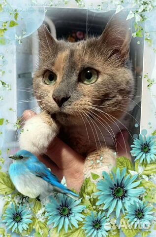 Кошечка юная Лиза