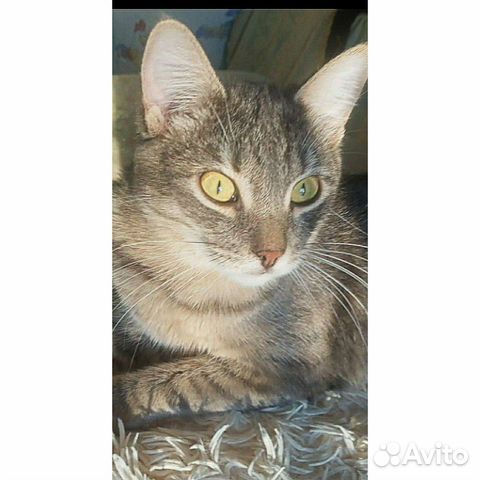 Котенок мальчик 9 месяцев
