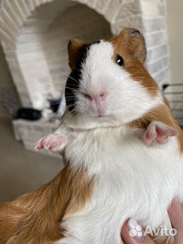 Морская свинка с клеткой бесплатно (девочка)