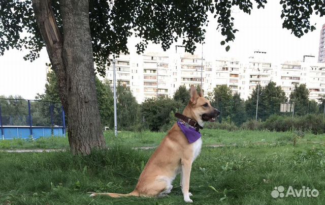 Метис Немецкой Овчарки