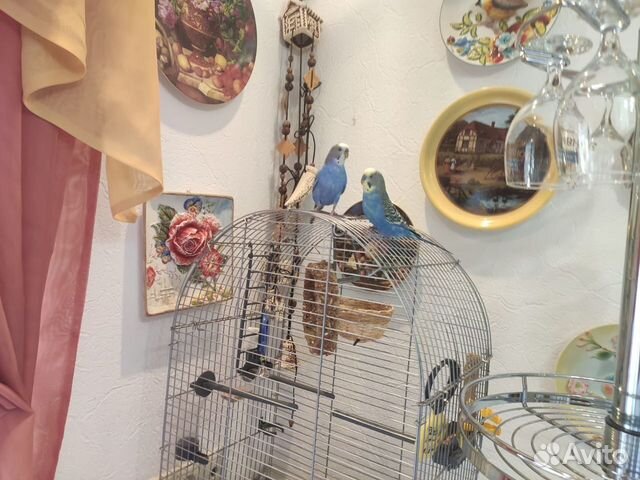 Волнистые попугаи 2-шт