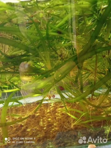 Аквариумное растение