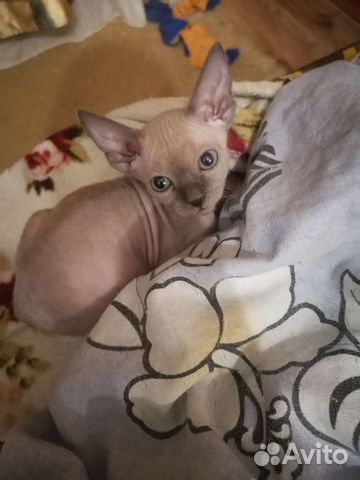 Донской сфинкс велюр