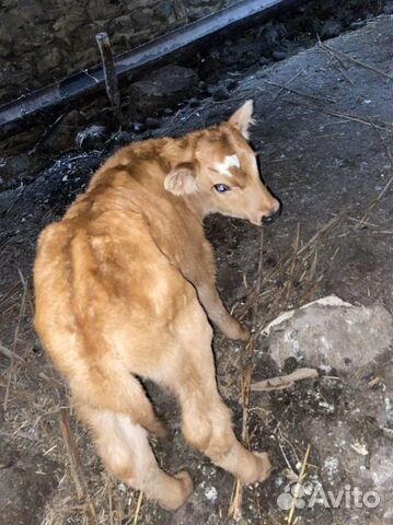 Бычок бычки телята теленок