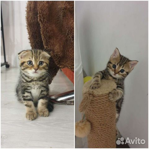 Шотландские вислоухие котята маленькие