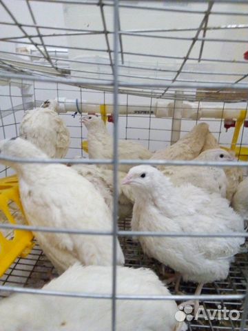 Перепела продажа