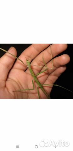 Отдам палочников