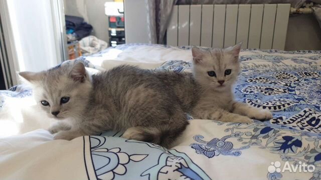 Британский короткошерстный котик