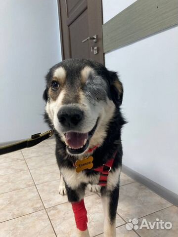 Крик о помощи Компоту