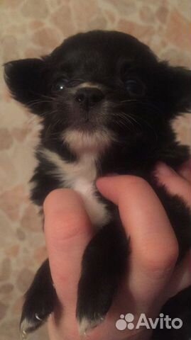 Крошки чишки малышки эксклюзив