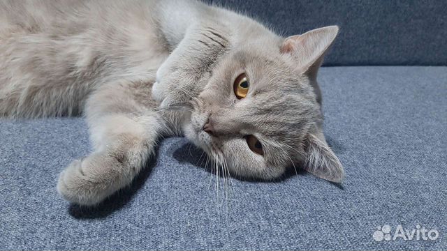 Британская кошка