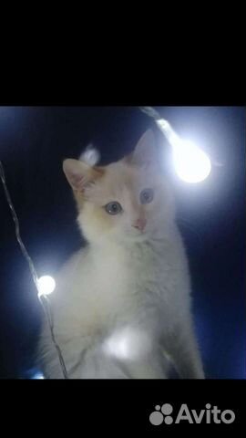 Ласковый Котик 5 месяцев