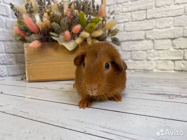 Золотой темноглазый мальчик английский селф