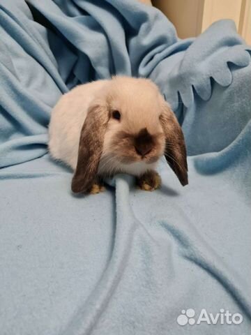 Декоративные вислоухие крольчата
