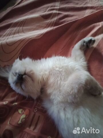 Продам Невского Маскарадного