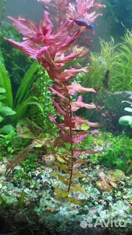 Прополка интересных аквариумных растений