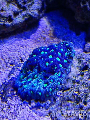 Кораллы для морского аквариума