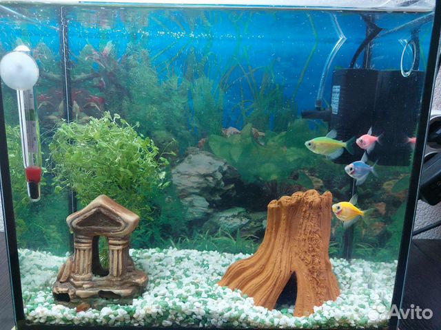Аквариум с рыбками