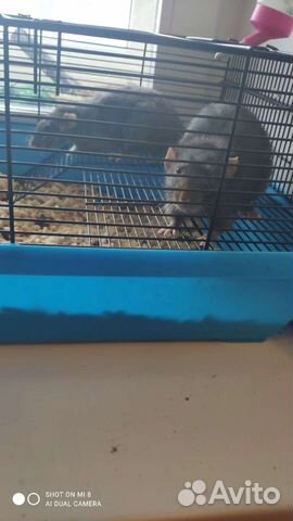 Крысы Дамбо самцы 1год