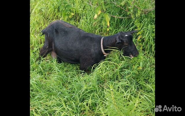 Продаётся коза