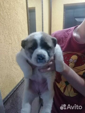 Среднеазиатская овчарка алабай щенки