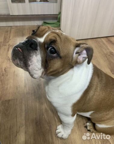 Английский бульдог