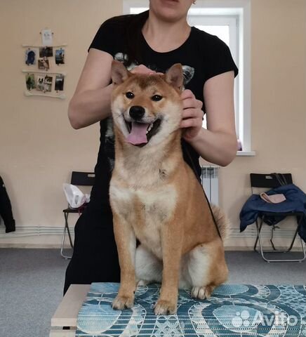 Собака сиба ину