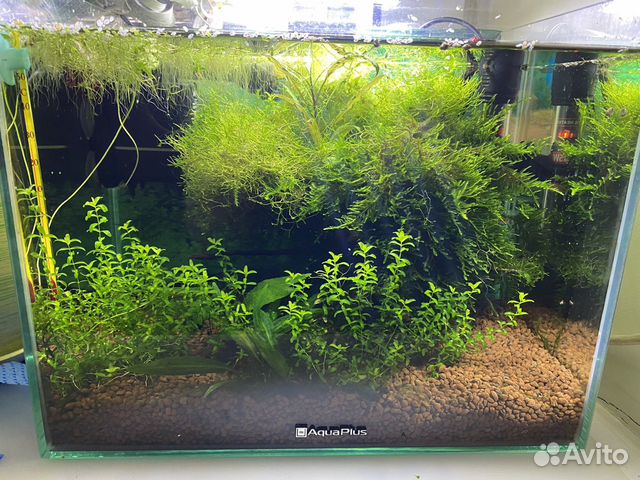 Аквариумные растения (мох на коряге)