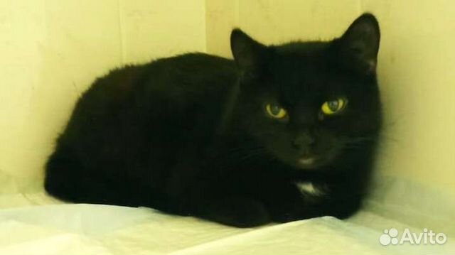 Кошка Чернышка