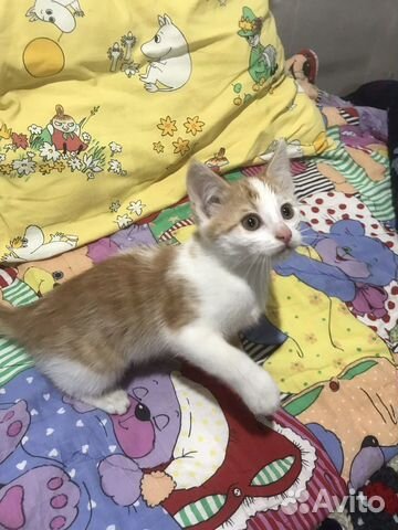 Кошечки