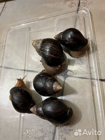 Отдам даром ахатинскую улитку