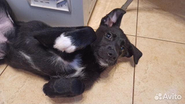 Щенок девочка Тора