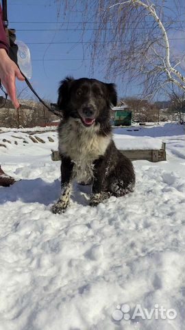 Помесь спаниеля в добрые руки