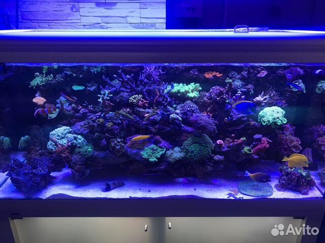 Морской аквариум