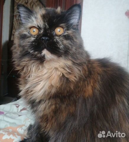 Продам персидскую кошечку