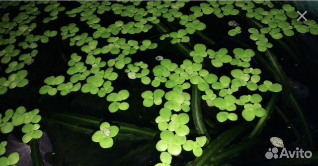 Ряска для аквариума