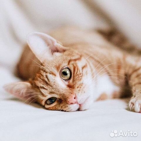 Кот компаньон Честер